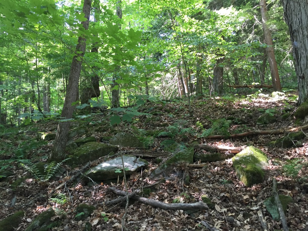 STRANGE THINGS: Old native trails once marked by bent trees. | OTTAWA ...