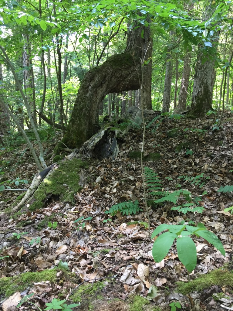 STRANGE THINGS: Old native trails once marked by bent trees. | OTTAWA ...