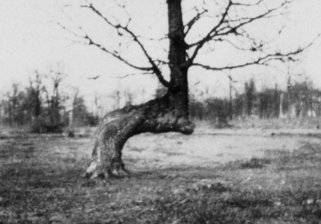 STRANGE THINGS: Old native trails once marked by bent trees. | OTTAWA ...