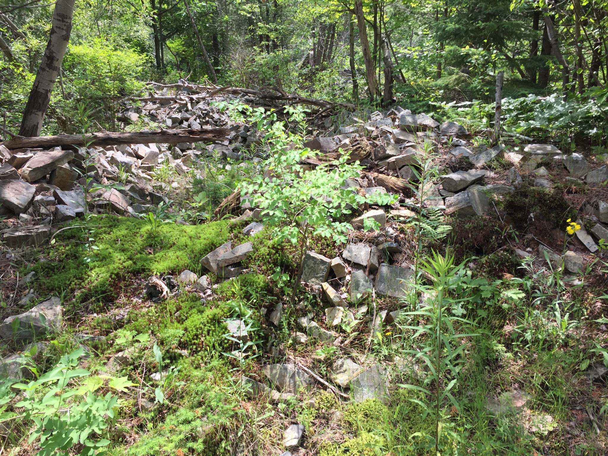 The Deserted Stone Quarry Of Canada’s Parliament Buildings | OTTAWA REWIND