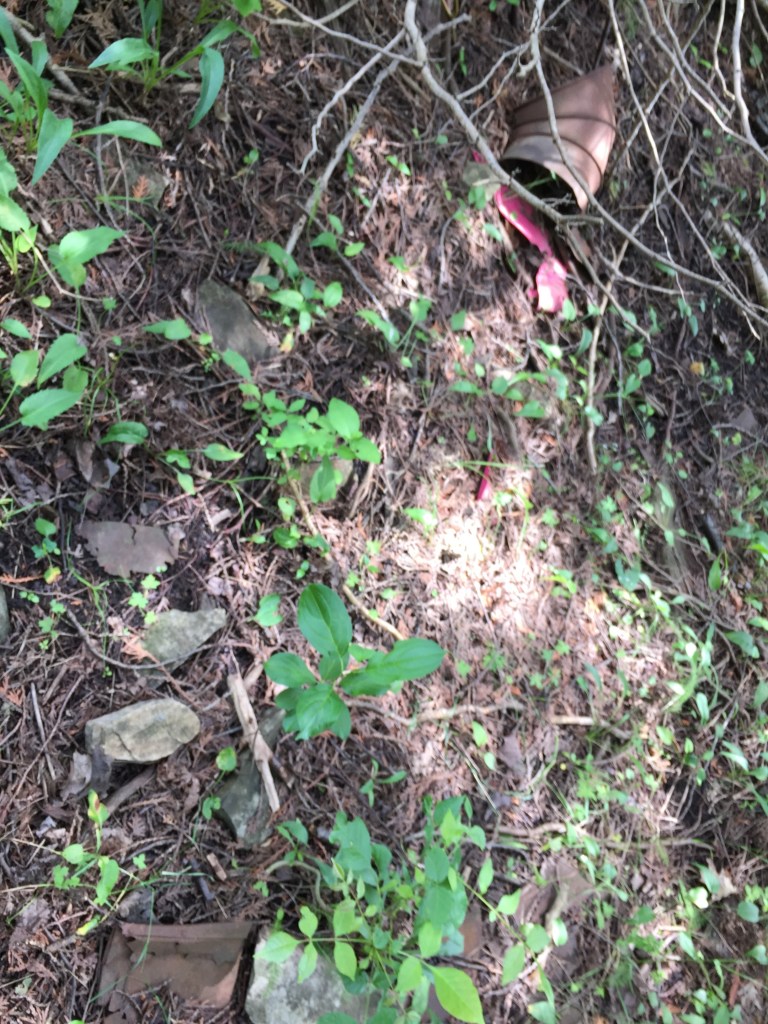 The Deserted Stone Quarry Of Canada’s Parliament Buildings | OTTAWA REWIND