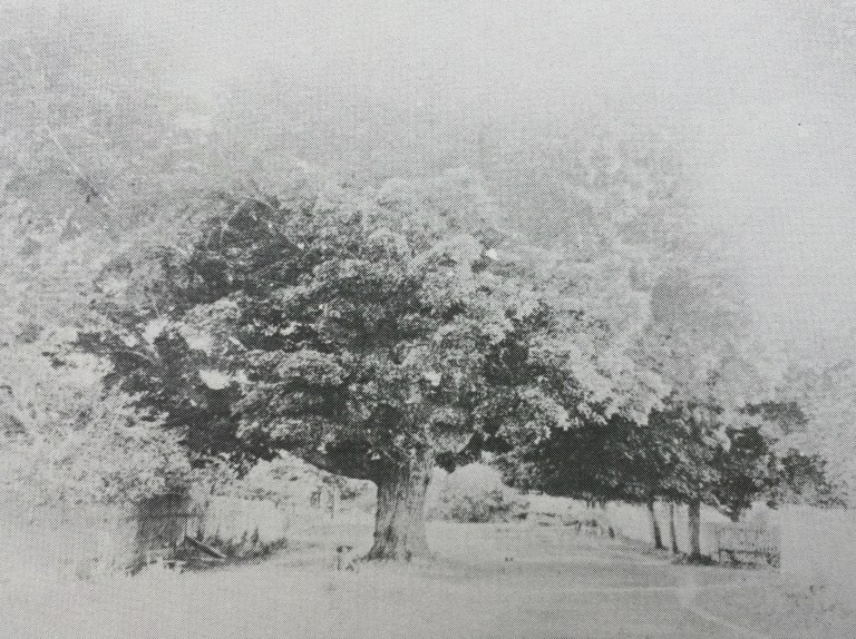 THE GREAT WISHING TREE: In Search of The World’s Oldest Maple Tree ...
