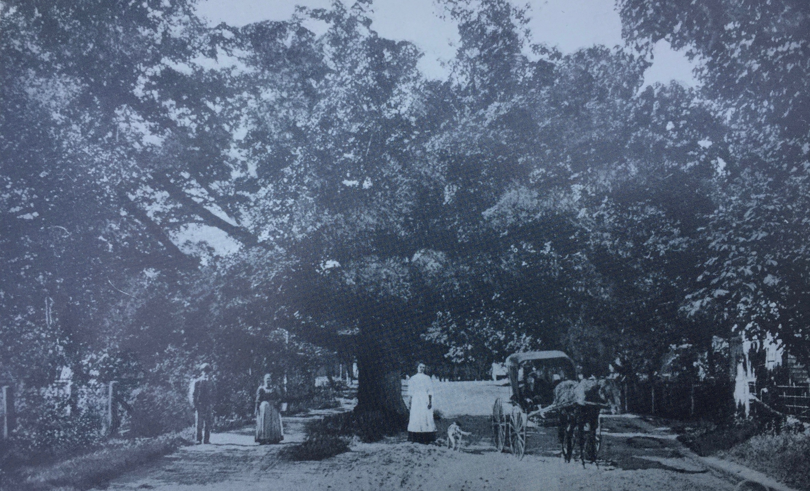 THE GREAT WISHING TREE: In Search of The World’s Oldest Maple Tree ...