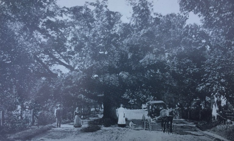 THE GREAT WISHING TREE: In Search of The World’s Oldest Maple Tree ...