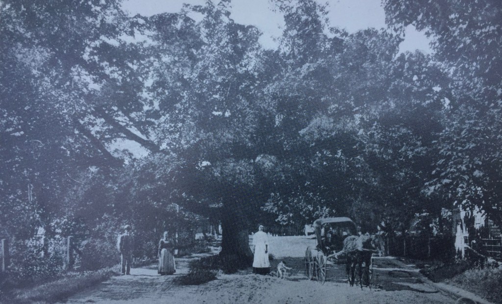THE GREAT WISHING TREE: In Search of The World’s Oldest Maple Tree ...