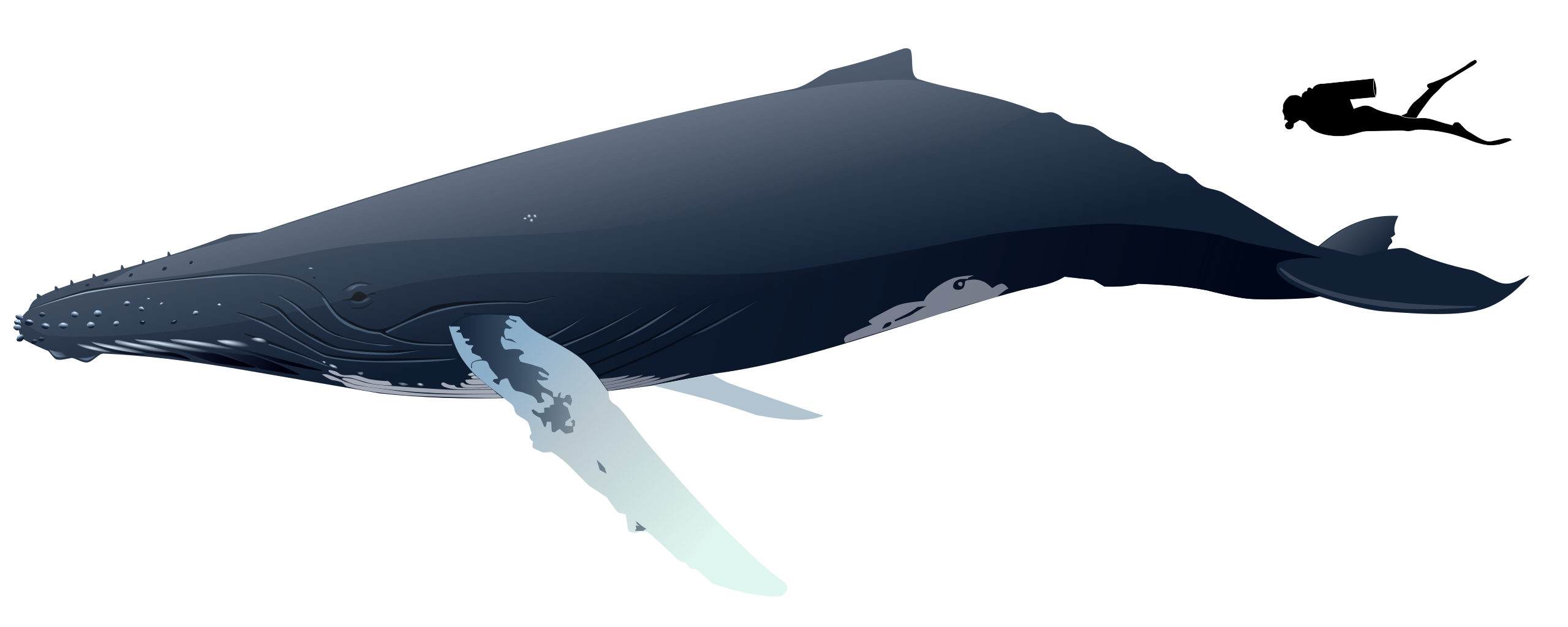 An Ancient Humpback Whale Found South Of Ottawa | OTTAWA REWIND