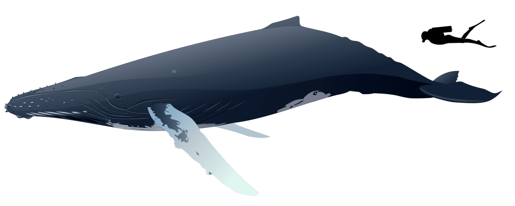 An Ancient Humpback Whale Found South Of Ottawa | OTTAWA REWIND